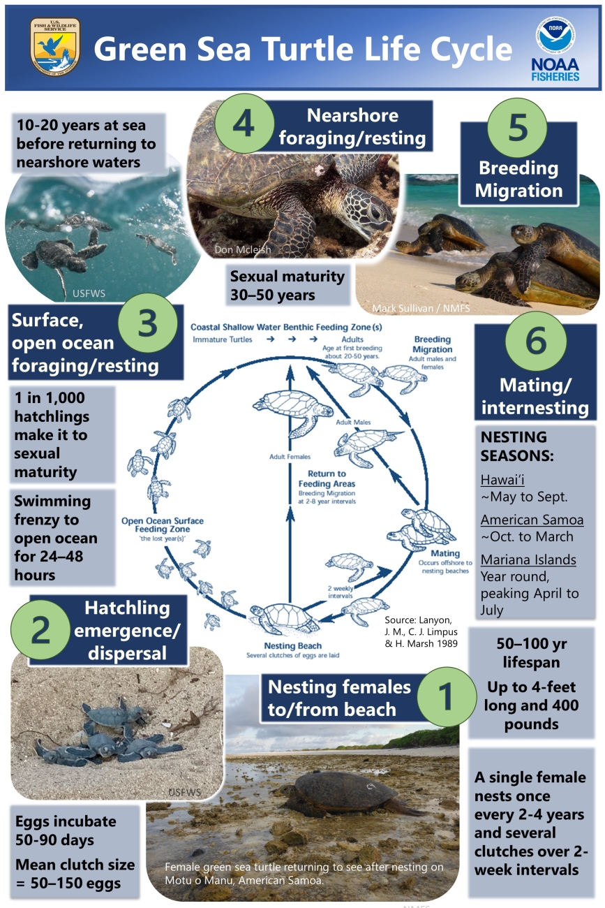 Green Sea Turtle Life Cycle | FWS.gov